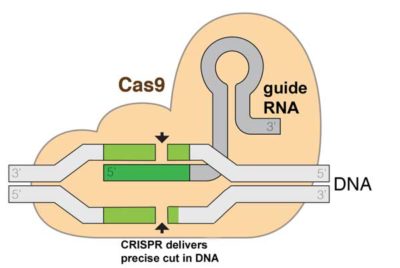 How does CRISPR allow us to edit our DNA? - Rising Tide Biology